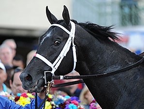 Cairo Prince - Horse Profile - BloodHorse