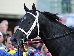Cairo Prince Retired, to Airdrie Stud in 2015 - BloodHorse