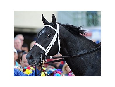 Cairo Prince Retired, to Airdrie Stud in 2015 - BloodHorse