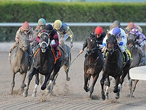 Cairo Prince - Horse Profile - BloodHorse