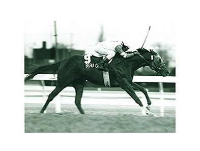 Prominent Sire Beau Genius Dies at 29 - BloodHorse