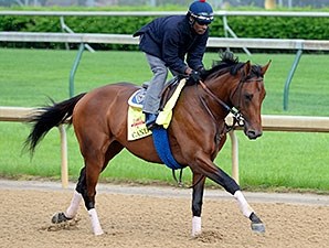 Candy Boy - Horse Profile - BloodHorse
