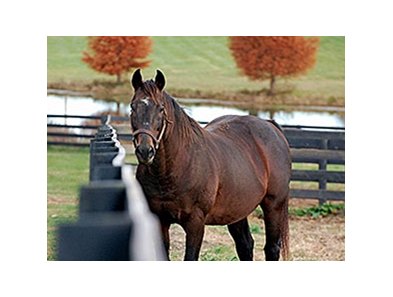 Old Friends Retiree Patton Euthanized - BloodHorse