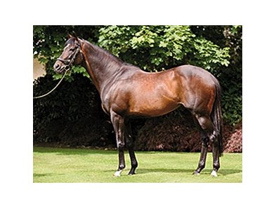 (It's A) Dundeel Spotlights High Chaparral - BloodHorse