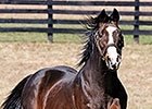 Catching Up with Hansel - BloodHorse