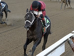 Cairo Prince - Horse Profile - BloodHorse