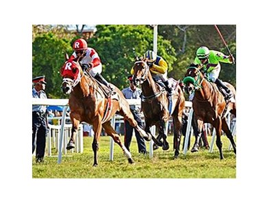 Ramseys' Major Marvel Takes Barbados Gold Cup - BloodHorse