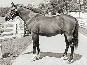 The Influence of His Majesty - BloodHorse