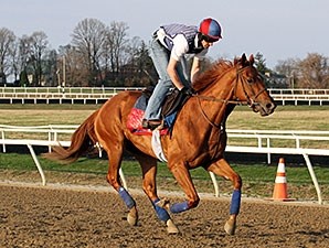 Ring Weekend - Horse Profile - BloodHorse