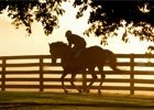 Three Chimneys Stallions Exercise - Video - - BloodHorse