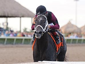 Cairo Prince Returns to Work at Palm Meadows - BloodHorse