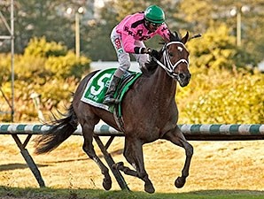 Alert Bay - Horse Profile - BloodHorse