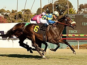 Lucayan (FR) - Horse Profile - BloodHorse