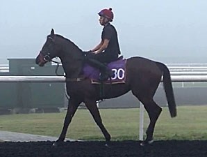 Sole Power (GB) - Horse Profile - BloodHorse