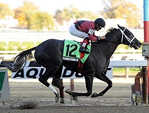 Cairo Prince - Horse Profile - BloodHorse