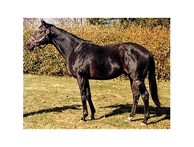 The Influence of Bold Ruler - BloodHorse