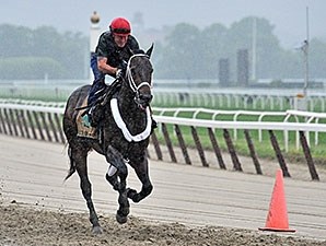 Ride On Curlin - Horse Profile - BloodHorse