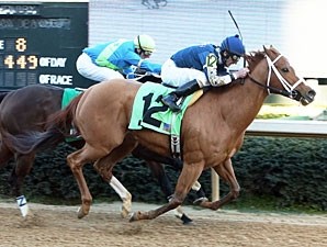 Seeking Ms Shelley - Horse Profile - BloodHorse