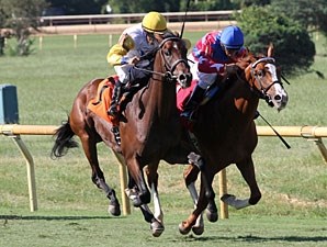 Java's War - Horse Profile - BloodHorse