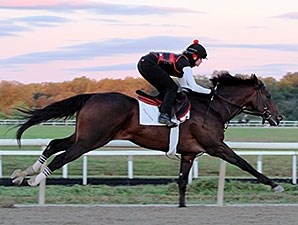 Orb - Horse Profile - BloodHorse