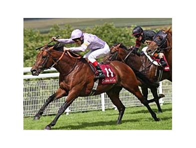 Sixties Icon 'Class' of Marathon Field - BloodHorse