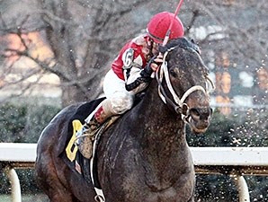 Ride On Curlin - Horse Profile - BloodHorse
