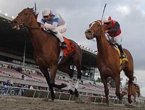 Chocolate Candy - Horse Profile - BloodHorse