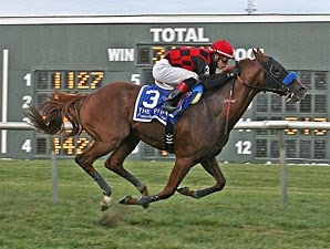 Swift Warrior - Horse Profile - BloodHorse
