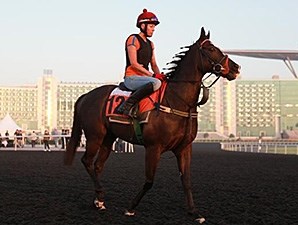 Sole Power (GB) - Horse Profile - BloodHorse