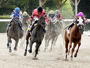 Awesome Belle - Horse Profile - BloodHorse