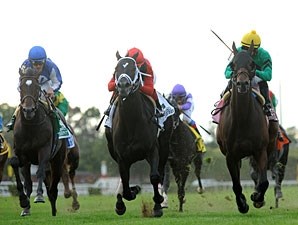 King David - Horse Profile - BloodHorse