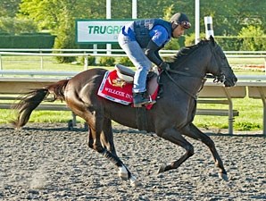Willcox Inn - Horse Profile - BloodHorse