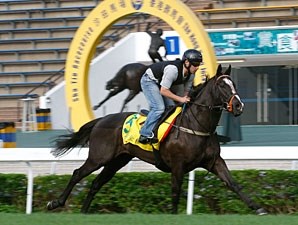 Sole Power (GB) - Horse Profile - BloodHorse