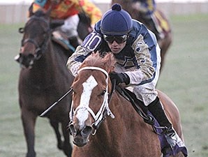 Seeking Ms Shelley - Horse Profile - BloodHorse