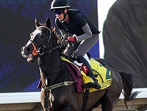 Sole Power (GB) - Horse Profile - BloodHorse