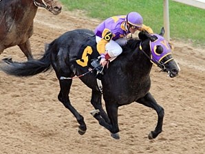 Archarcharch - Horse Profile - BloodHorse