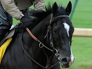 Archarcharch - Horse Profile - BloodHorse