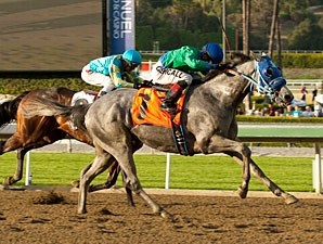 Creative Cause - Horse Profile - BloodHorse