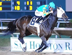 Z Humor - Horse Profile - BloodHorse