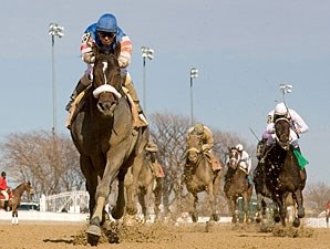 Musket Man - Horse Profile - BloodHorse