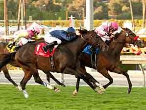 Willyconker (IRE) - Horse Profile - BloodHorse