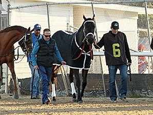 Ride On Curlin - Horse Profile - BloodHorse