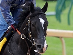 Archarcharch - Horse Profile - BloodHorse