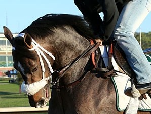 Oxbow - Horse Profile - BloodHorse