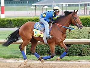 Vyjack - Horse Profile - BloodHorse