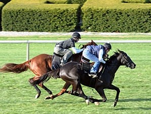 Willcox Inn - Horse Profile - BloodHorse