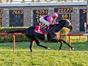 Willcox Inn - Horse Profile - BloodHorse