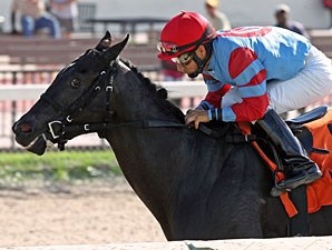 Brave Dave - Horse Profile - BloodHorse