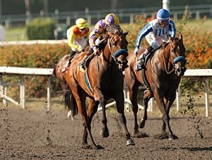 Switch - Horse Profile - BloodHorse