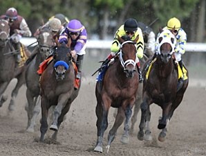 Quality Road - Horse Profile - BloodHorse